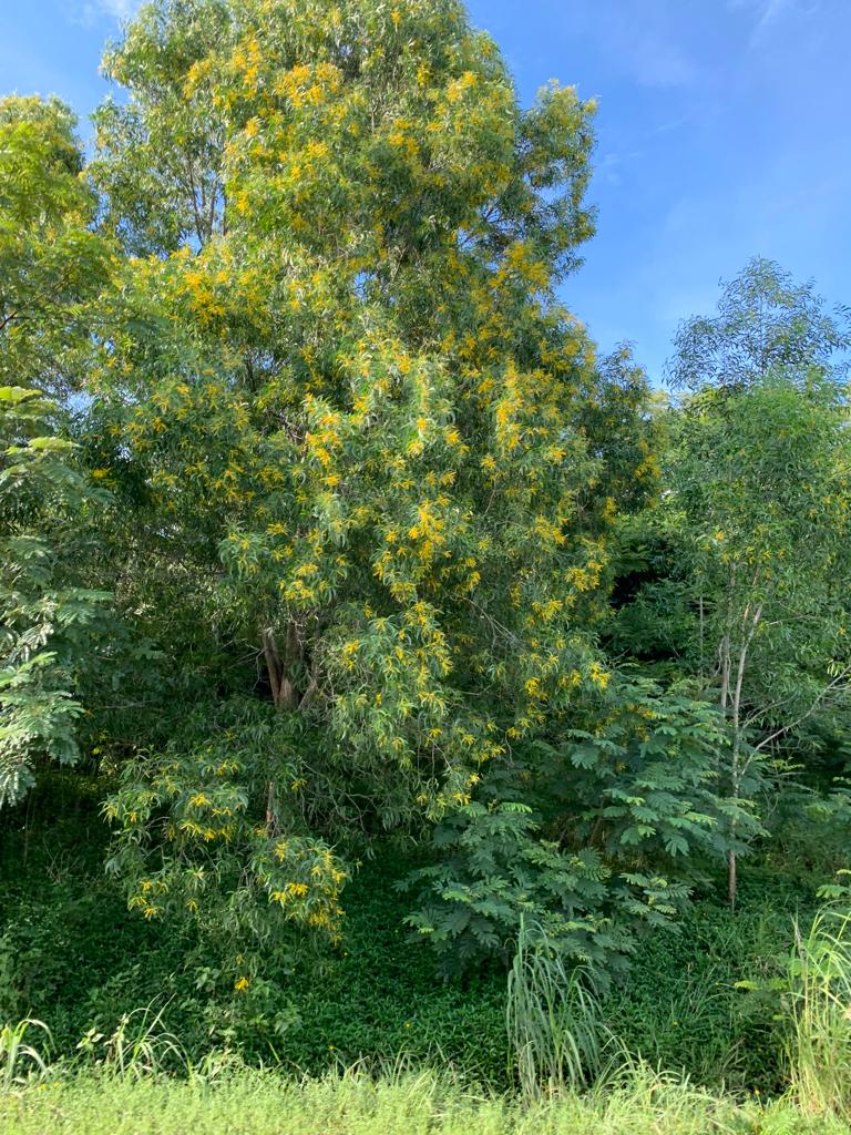 Konservasi Mangrove Jagapati